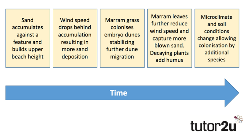 Coastal Systems - Factors Involved in Sand Dune Formation | Geography ...