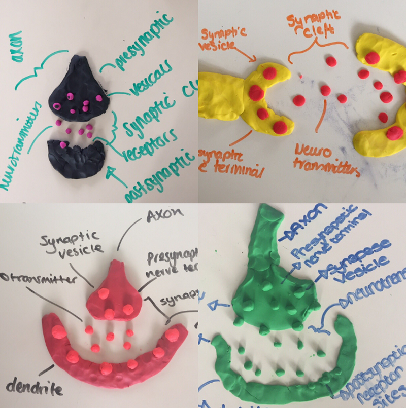 Using Play-Doh In Biopsychology Lessons | Psychology | tutor2u