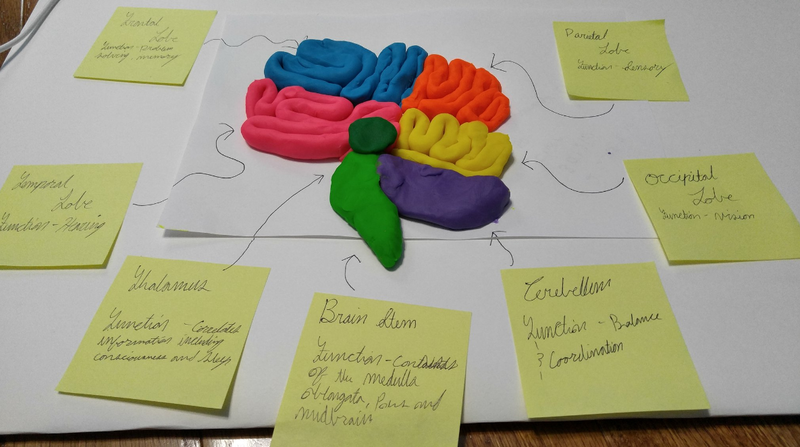 Using Play-Doh In Biopsychology Lessons | Psychology | tutor2u