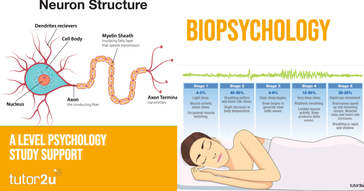 Biopsychology | Psychology | tutor2u