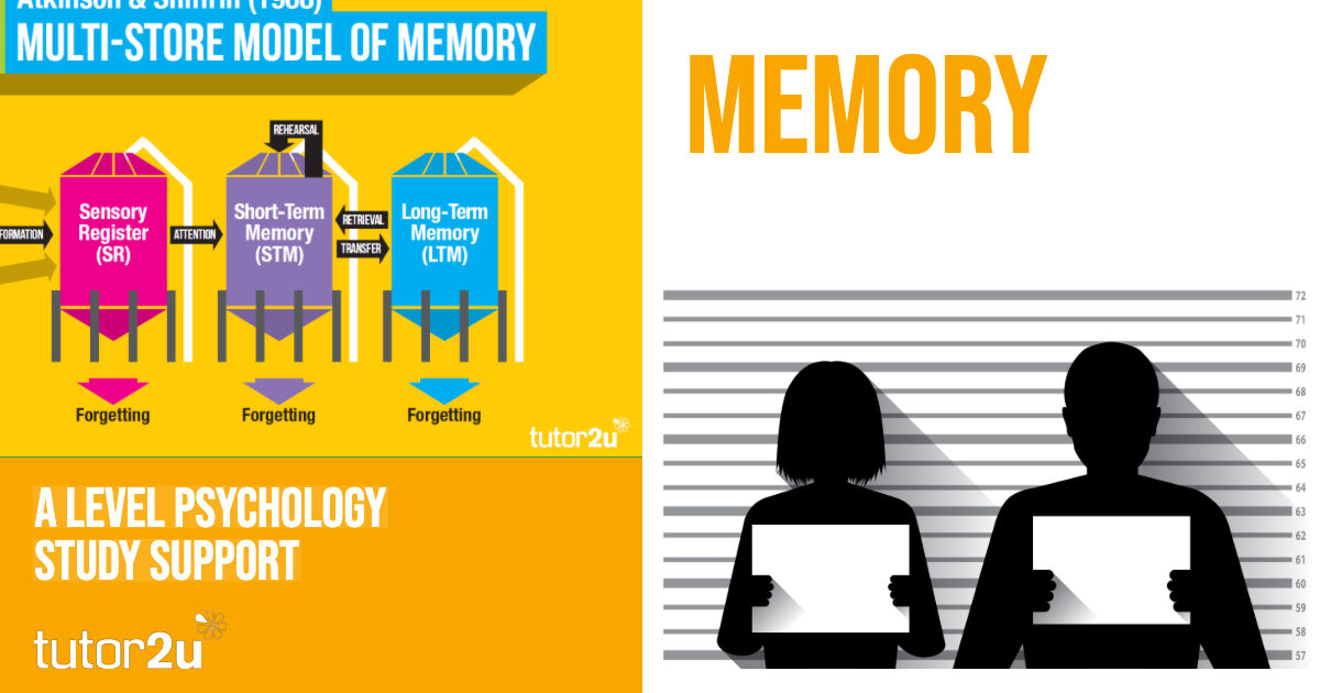 Memory | Psychology | tutor2u