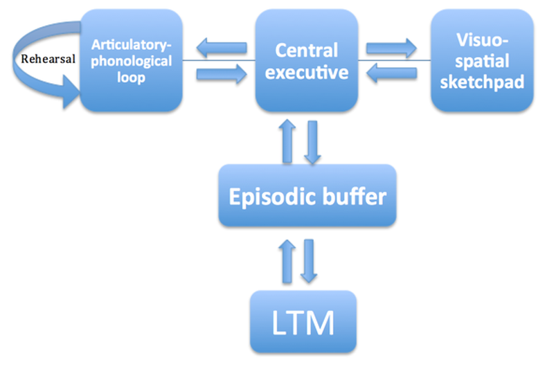 Working Memory Model Psychology Tutor2u Working Memory Model Psychology Tutor2u